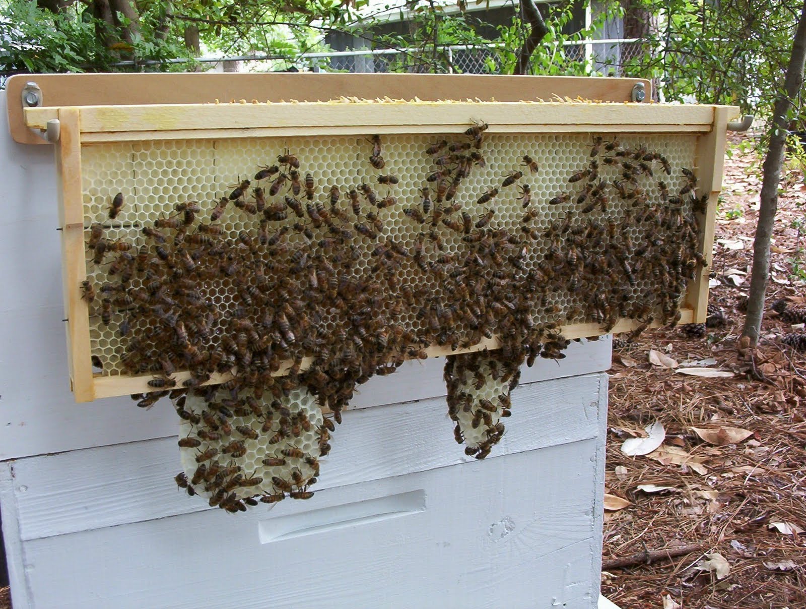 Bees by the Sea: Frames in the hive