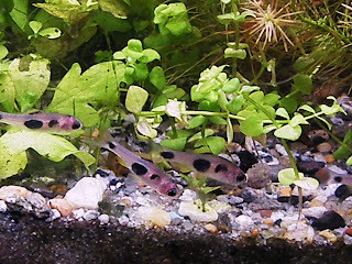 oceanaq: Yellow fin butterfly barb (Barbus Hulstaerti) RARE