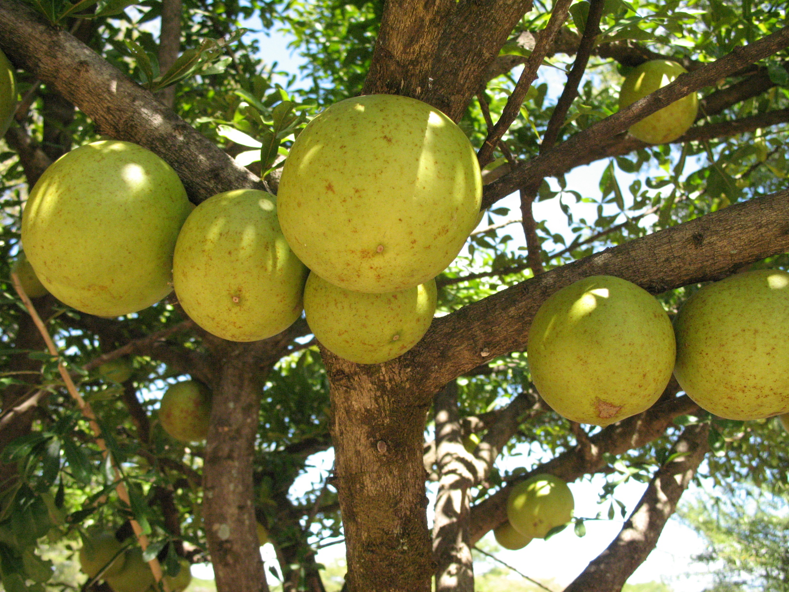 El antropólogo inocente: La Jícara