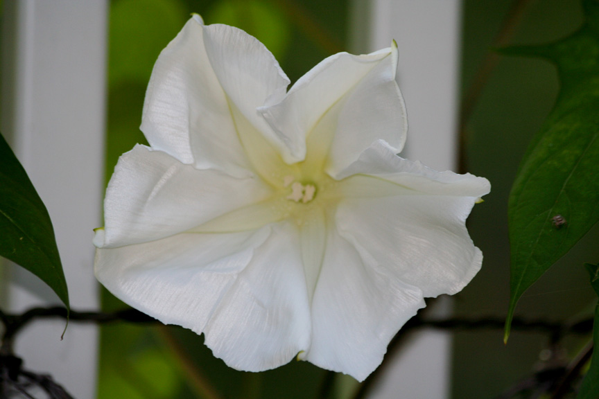 Room Without Walls: The Patience Flower