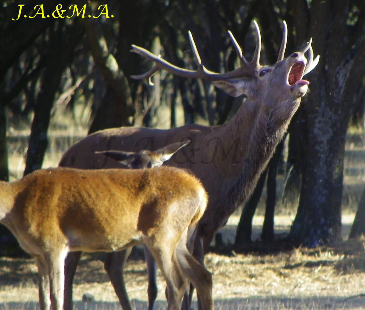 Flora, Fauna y Paisajismo del Suroeste Salmantino: octubre 2010