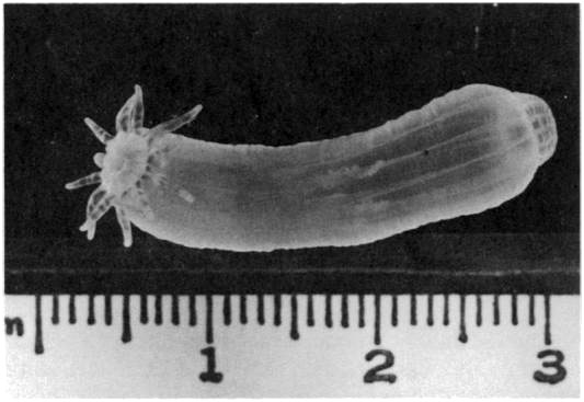 Parasite of the Day: October 2 - Peachia parasitica