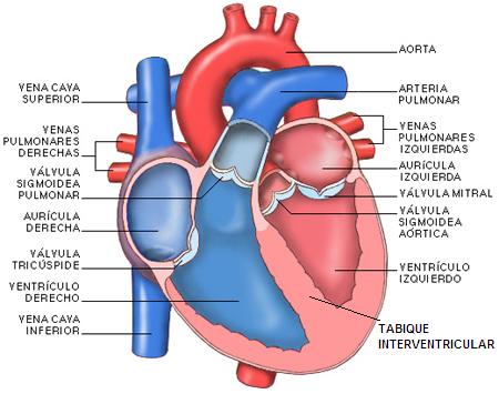 Biología y Geología 3º ESO: ESTRUCTURA DEL CORAZÓN