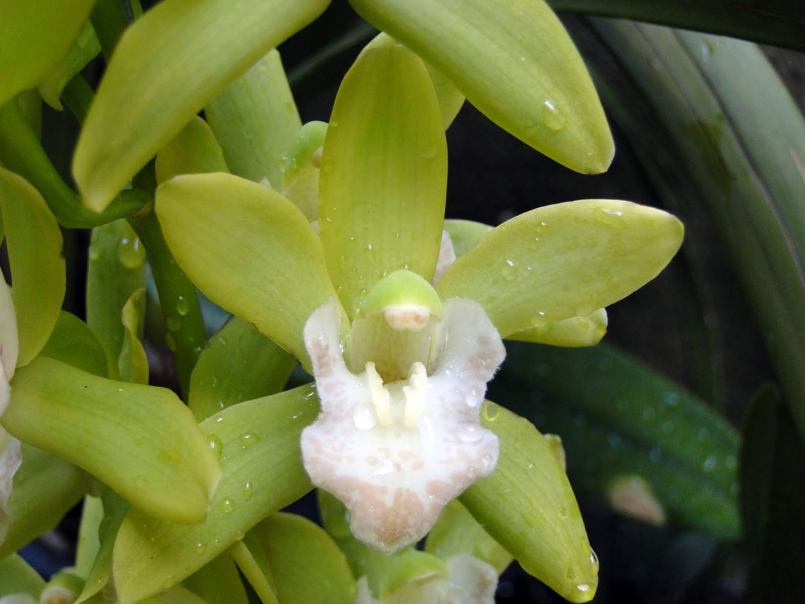 Amo Orquideas: Cymbidium Verde
