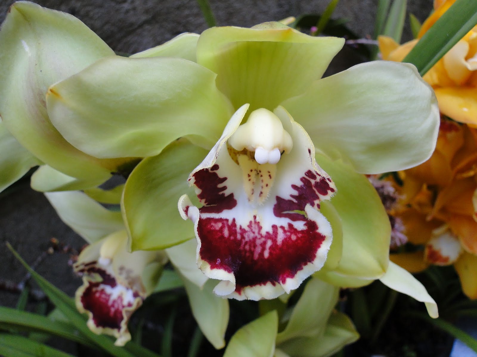 Amo Orquideas: Cymbidium Verde