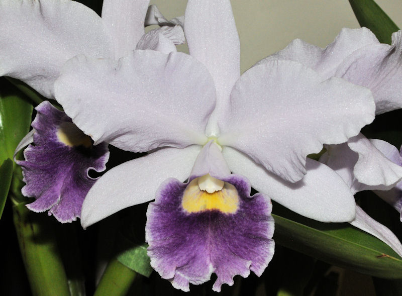 The Wayward Hawaiian: Blue Cattleyas