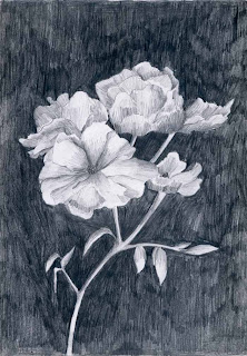 Gambar Bunga Mawar Dengan Teknik Arsir - GAMBAR BUNGA MAWAR