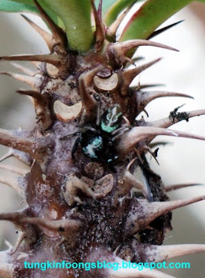 Tung Kin Foong's Blog: Fighting Spiders - Thiania bhamoensis