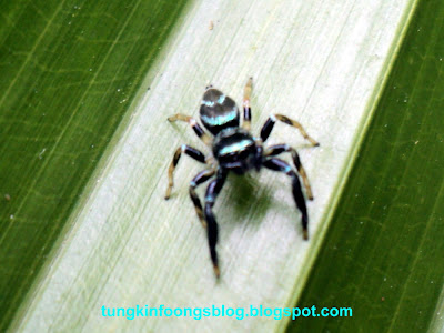 Tung Kin Foong's Blog: Fighting Spiders - Thiania bhamoensis