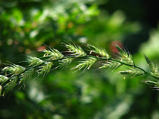 natuurrondleiding door een IVN-Natuurgids: Italiaans raaigras