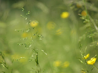 natuurrondleiding door een IVN-Natuurgids: Ruw beemdgras