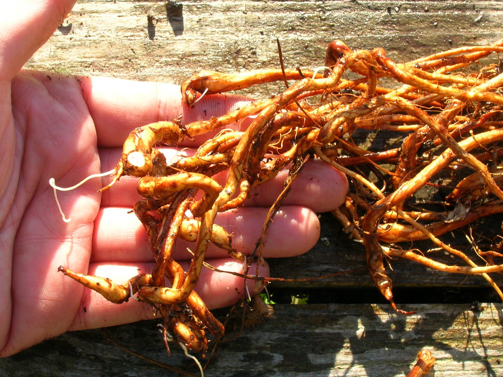 Another Root Less Travelled: Silverweed