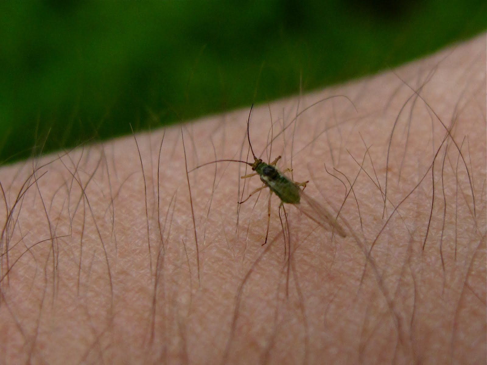BugBlog: May 2010