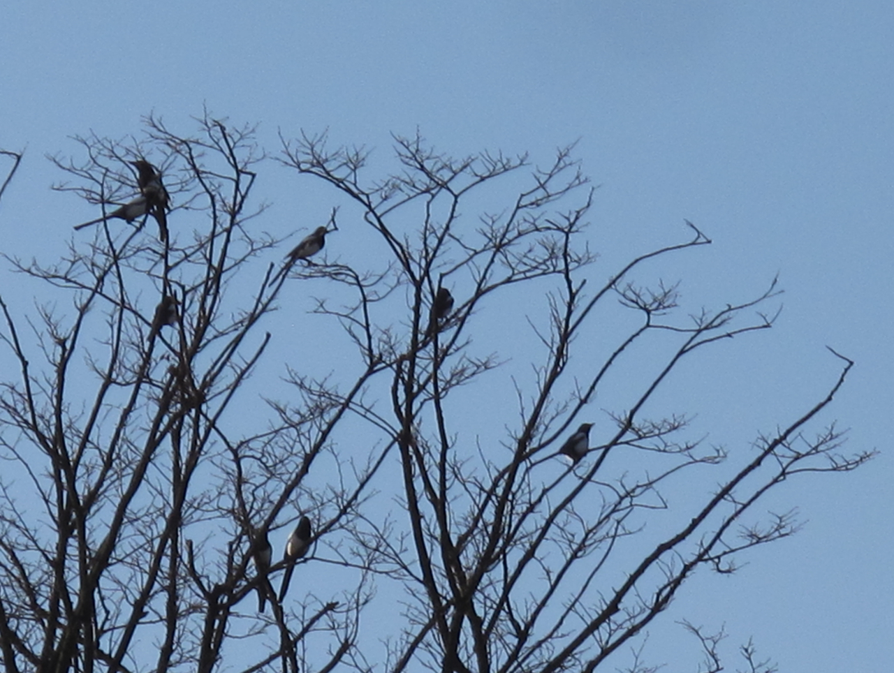 The Rattling Crow: Magpie Roost