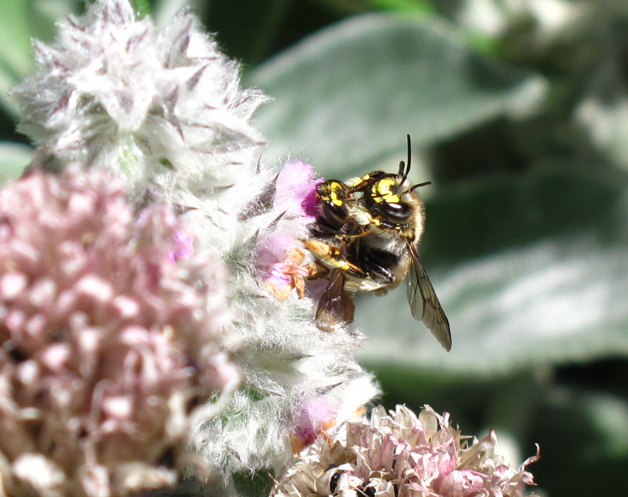 BugBlog: More on Wool Carder Bees