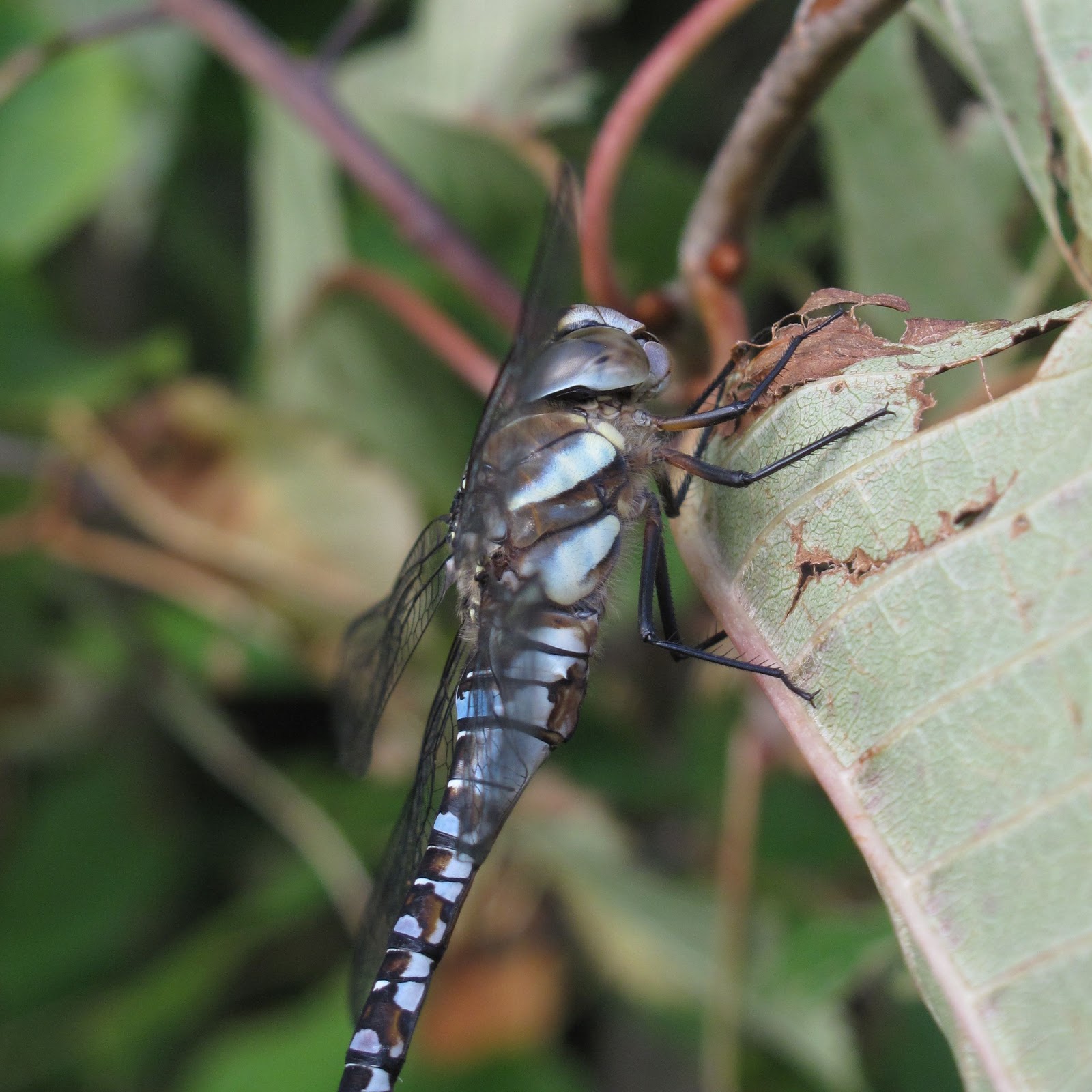 BugBlog: September bugs