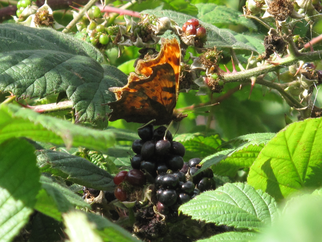 BugBlog: September bugs