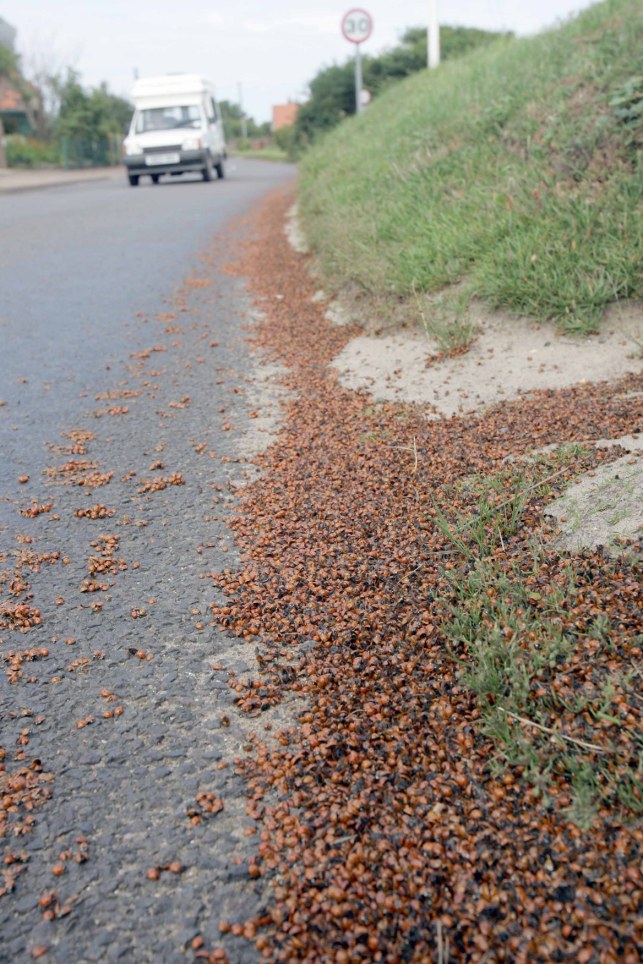 this happened: Lady Bird Invasion! The Wirral, 1976.