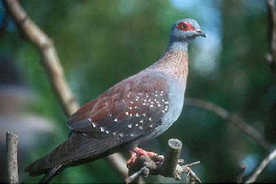 Hipopotamu: Pombos! 7 especies