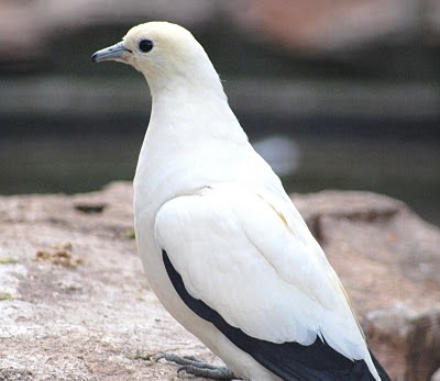 Hipopotamu: Pombos! 7 especies