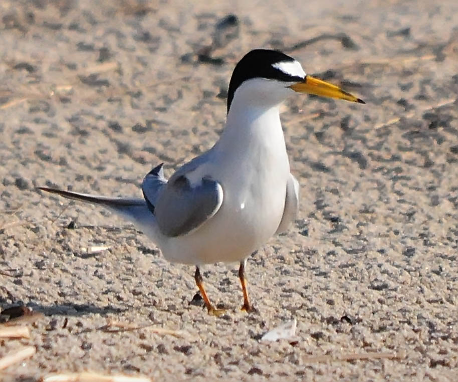 One Jackdaw Birding: Least Terns, Common Terns, Sanderlings.... Fall ...