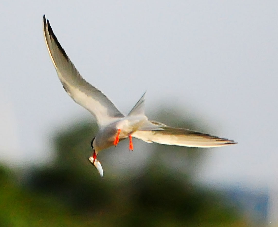 One Jackdaw Birding: Least Terns, Common Terns, Sanderlings.... Fall ...