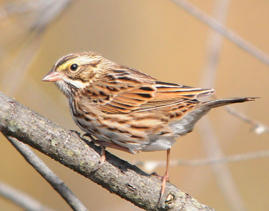 One Jackdaw Birding: A World of Sparrows