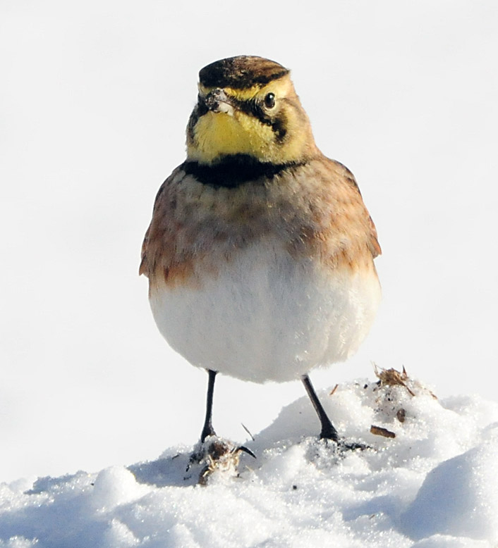 One Jackdaw Birding: Horned Larks along the roadsides