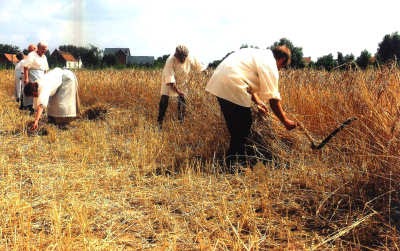 French Vocabulary Illustrated: moisson