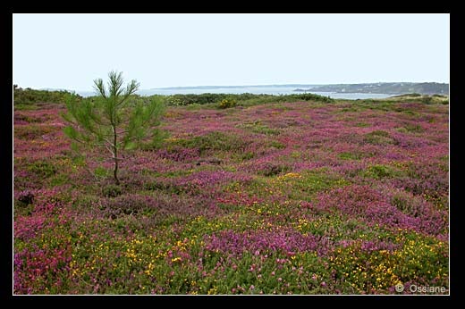 French Vocabulary Illustrated: lande