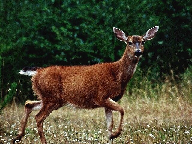 French Vocabulary Illustrated: chevreuil