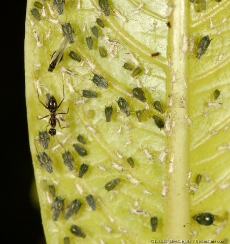 French Vocabulary Illustrated: pulluler