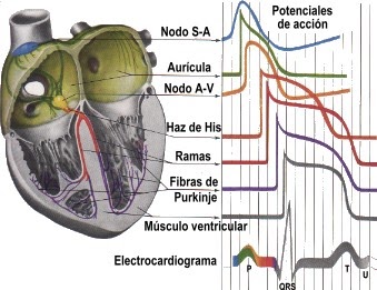 Fisiología Clínica. T.L.C: EL SISTEMA DE CONDUCCION CARDIACO