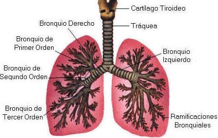 Fisiología Clínica. T.L.C: BRONQUIOS