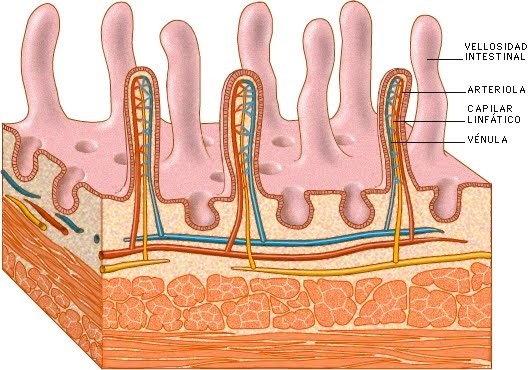 Fisiología Clínica. T.L.C: FUNCIONES DEL JUGO INTESTINAL Y DE LAS ...