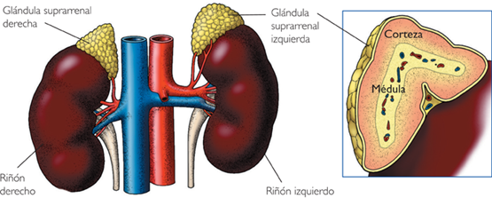 Fisiología Clínica. T.L.C: GLANDULAS SUPRARRENALES