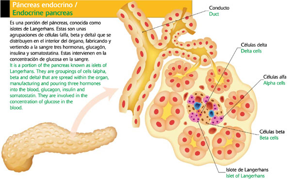 Fisiología Clínica. T.L.C: PANCREAS