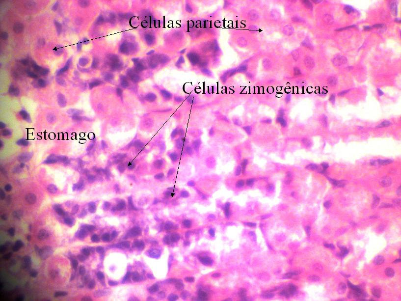HISTOLOGIA-UFGD: (DS7) FOSSETAS GASTRICAS DO ESTOMAGO, (1000X)
