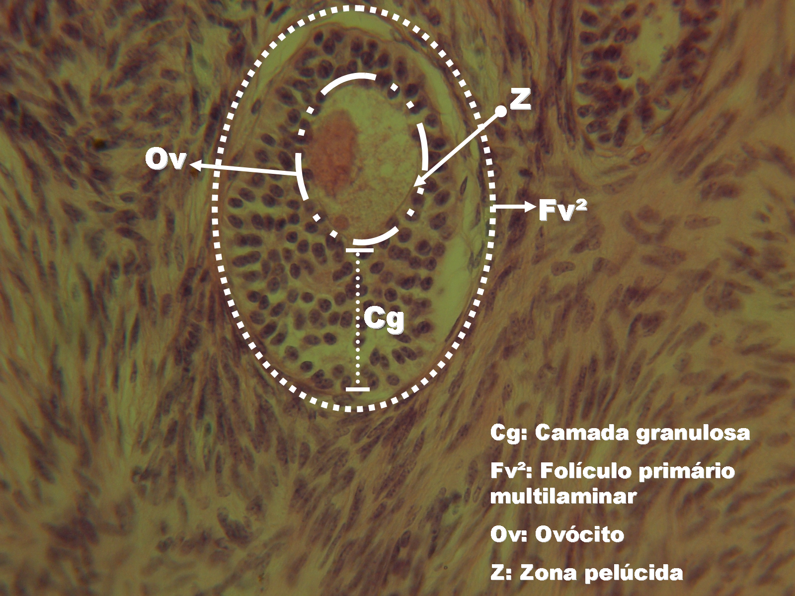 HISTOLOGIA-UFGD: (RF6) FOLÍCULO PRIMÁRIO MULTILAMINAR, (400X)