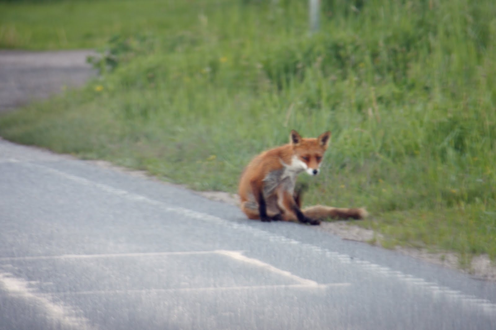 Fra Limfjordens bredder...: Mikkel ræv