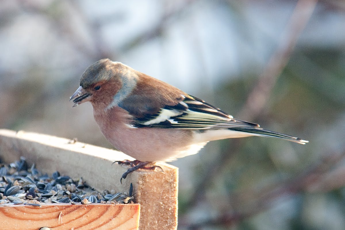 Fra Limfjordens bredder...: Bogfinke-bogholderi