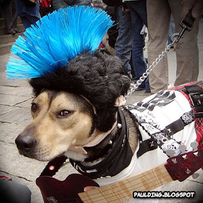 21 Pictures Of Totally Punk Dogs