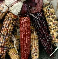 MULIQUELA: Milho de alta produtividade