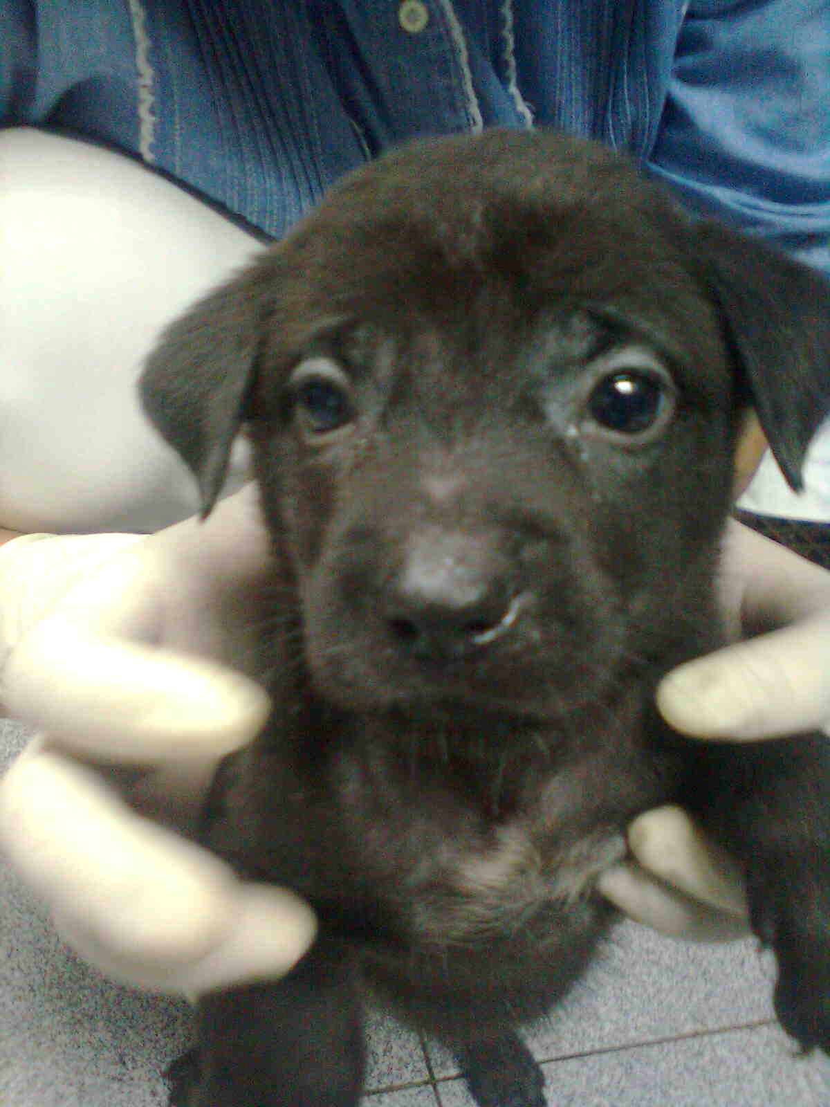 Four puppies for adoption - AnimalCare