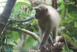 World Monkey Photos: Sanje Mangabey Monkey