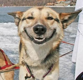 Funny and Crazy Animal Photos: Big Smiling Dog