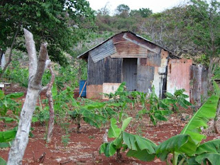 AHORA: De vuelta al conuco