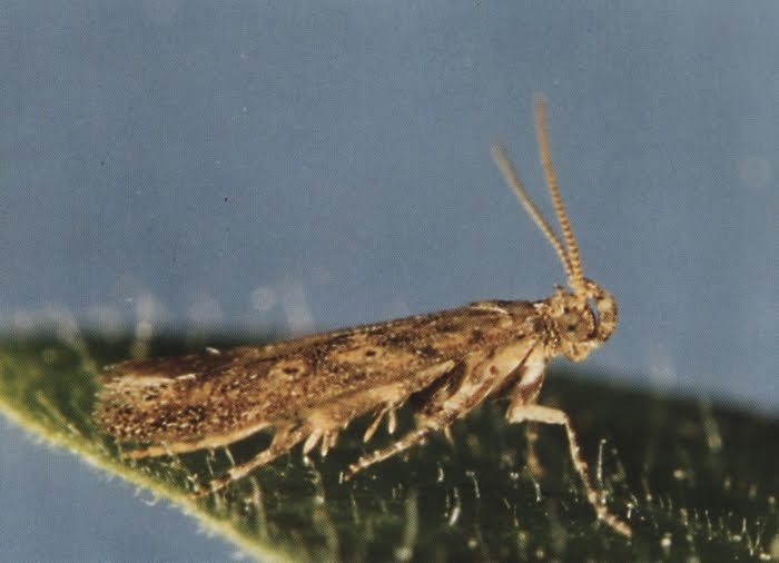 Tuta Absoluta, ο δολοφόνος της Τομάτας - Agro-Help.gr