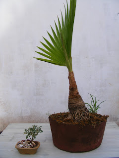 Bonsai Collection of a member of Ahmedabad Bonsai Club: Royal Palm Bonai