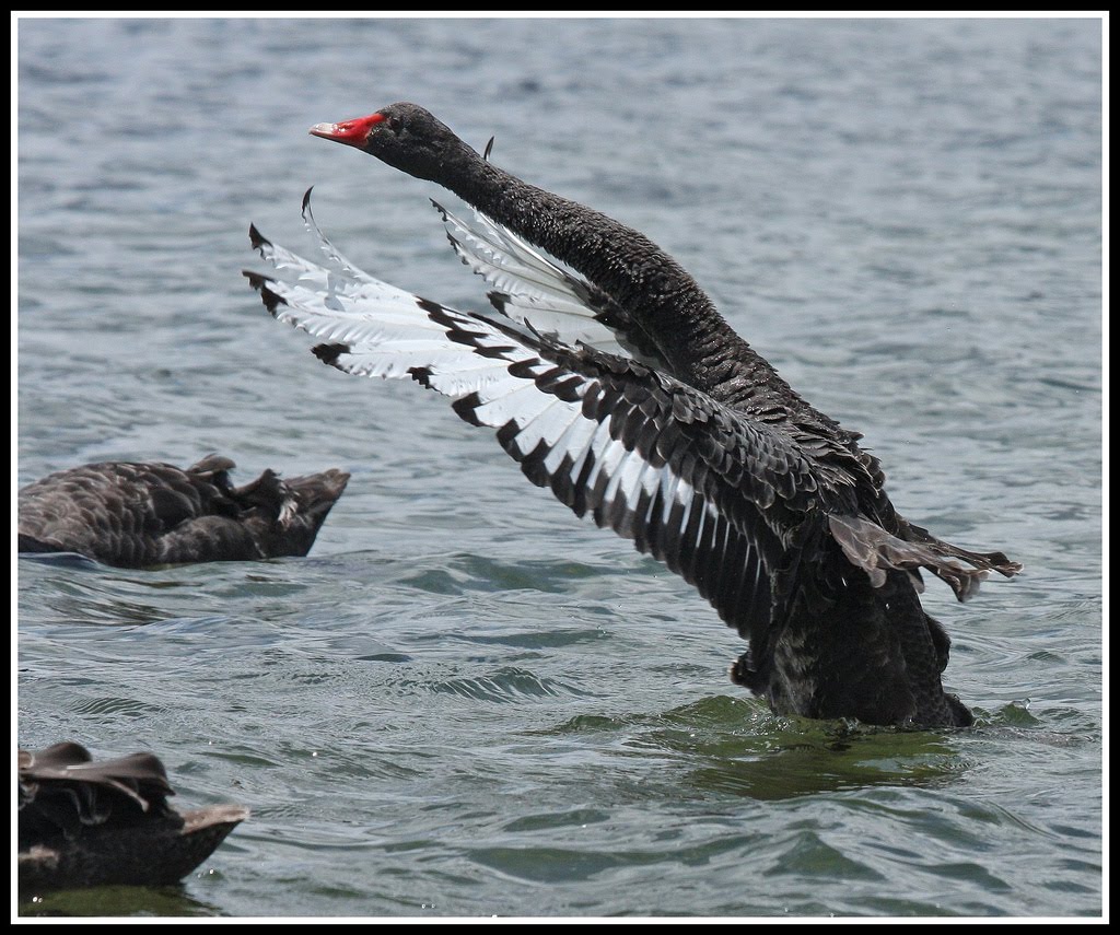 He's The Light House: A t C a l v a r y by William R. Newell, 1895